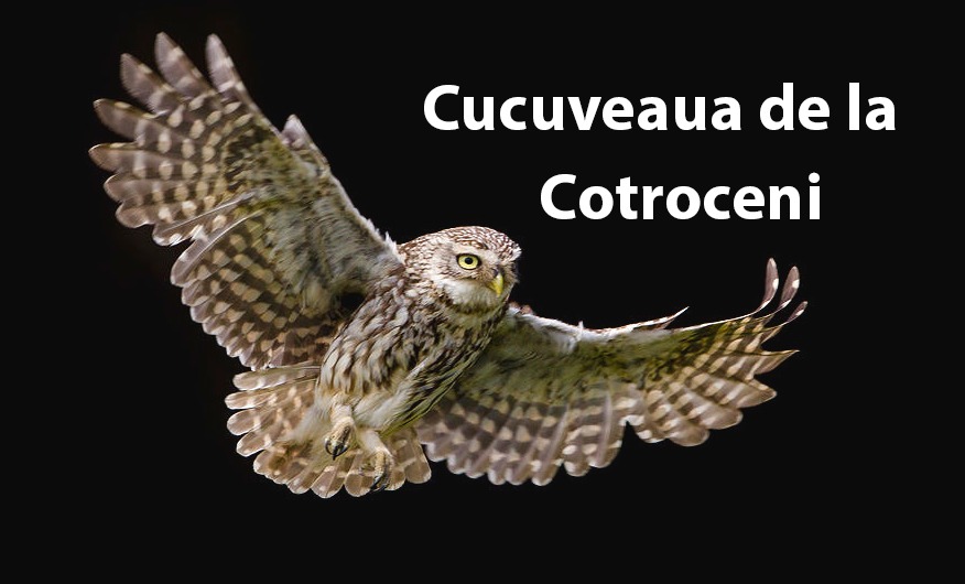 CUCUVEAUA DE LA COTROCENI - Hunedoreanul